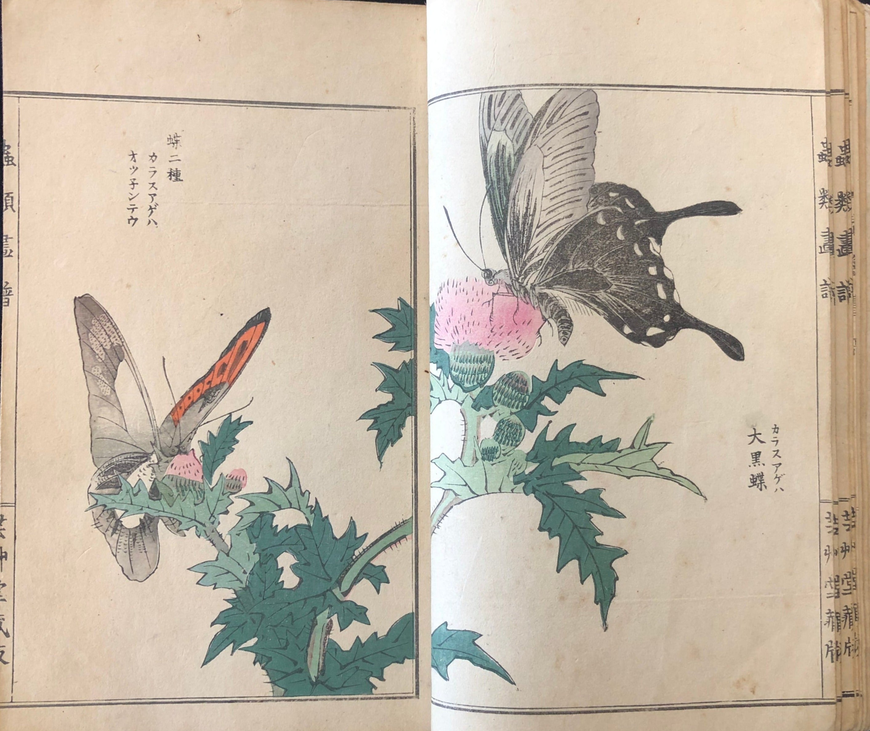 【真作保証】蟲類画譜 明治43年 木版画 churui gafu Meiji Flower Insect Japan Japanese ...